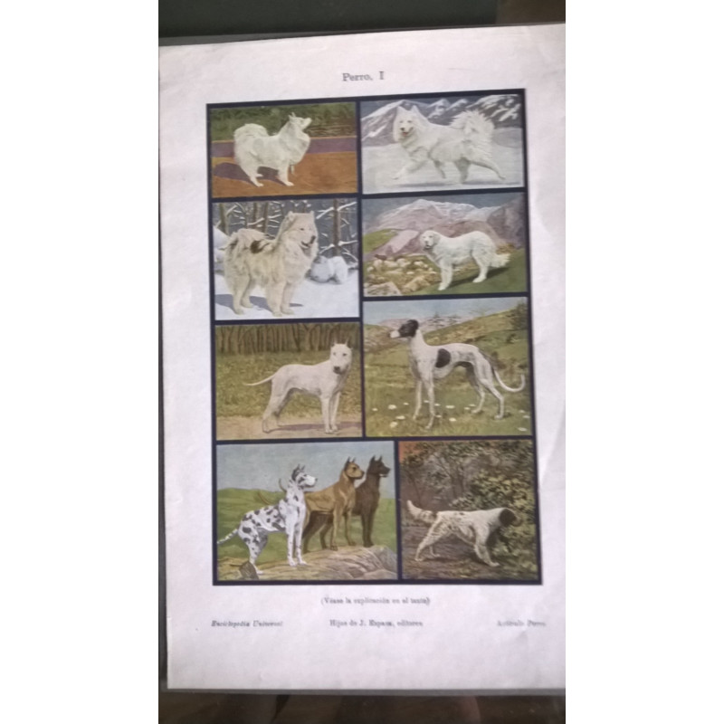 LÁMINA SOBRE RAZAS DE PERRO